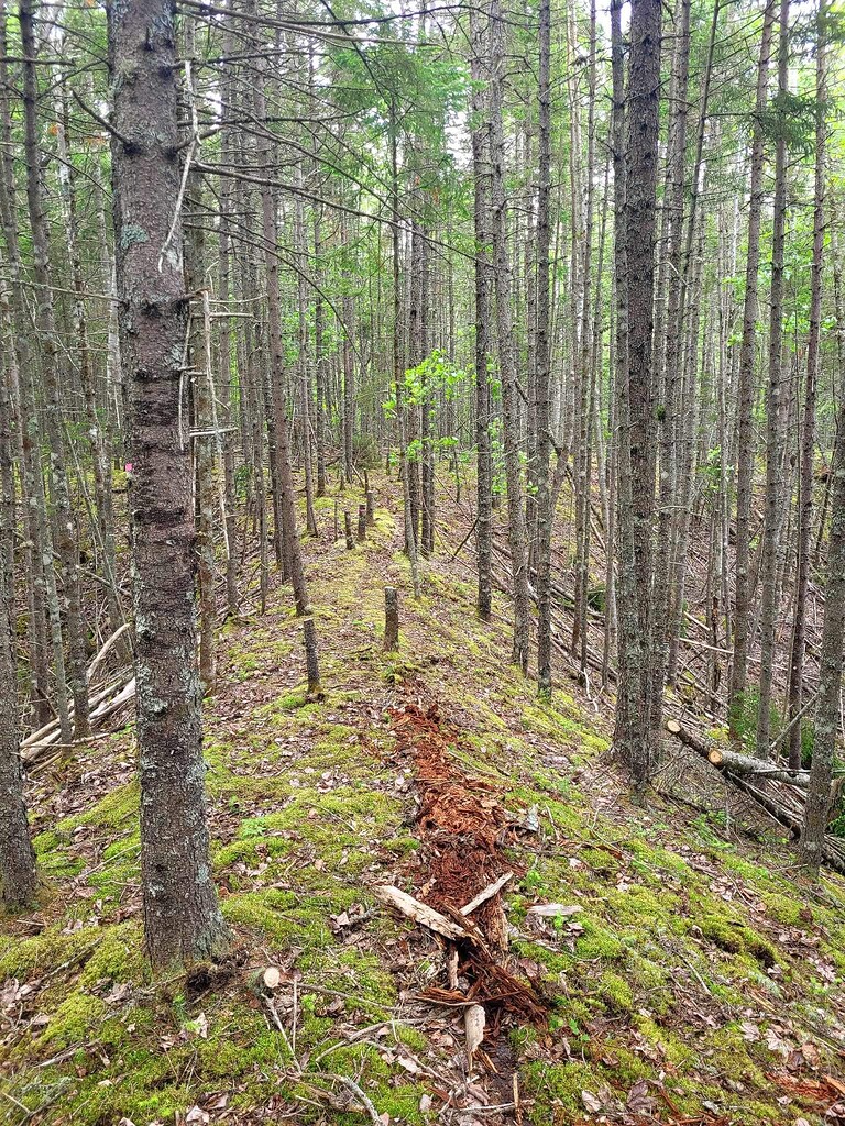 Nine Mile River Trail - New Trail Corridor Clearing - Sat. July 1 ...